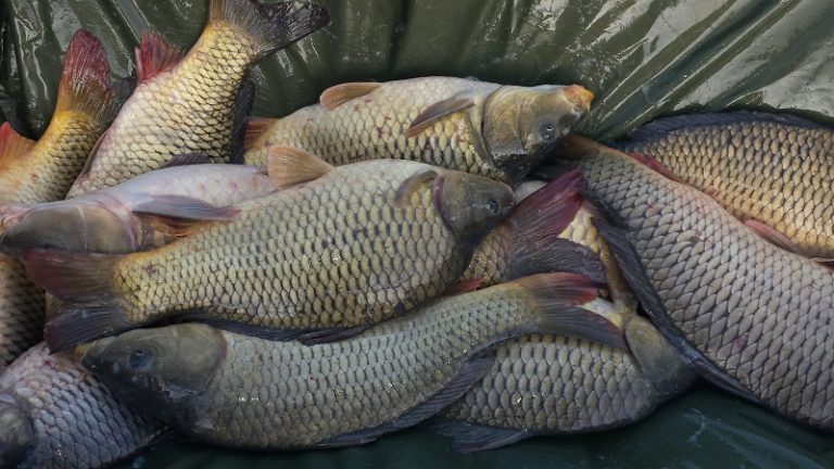 L-au prins cu crapul in masina! Barbatul s-a ales cu dosar penal ...