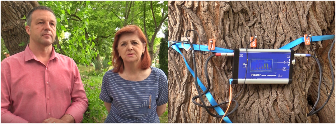 VIDEO: Copacii din Brăila vor fi monitorizați cu aparatură modernă ...